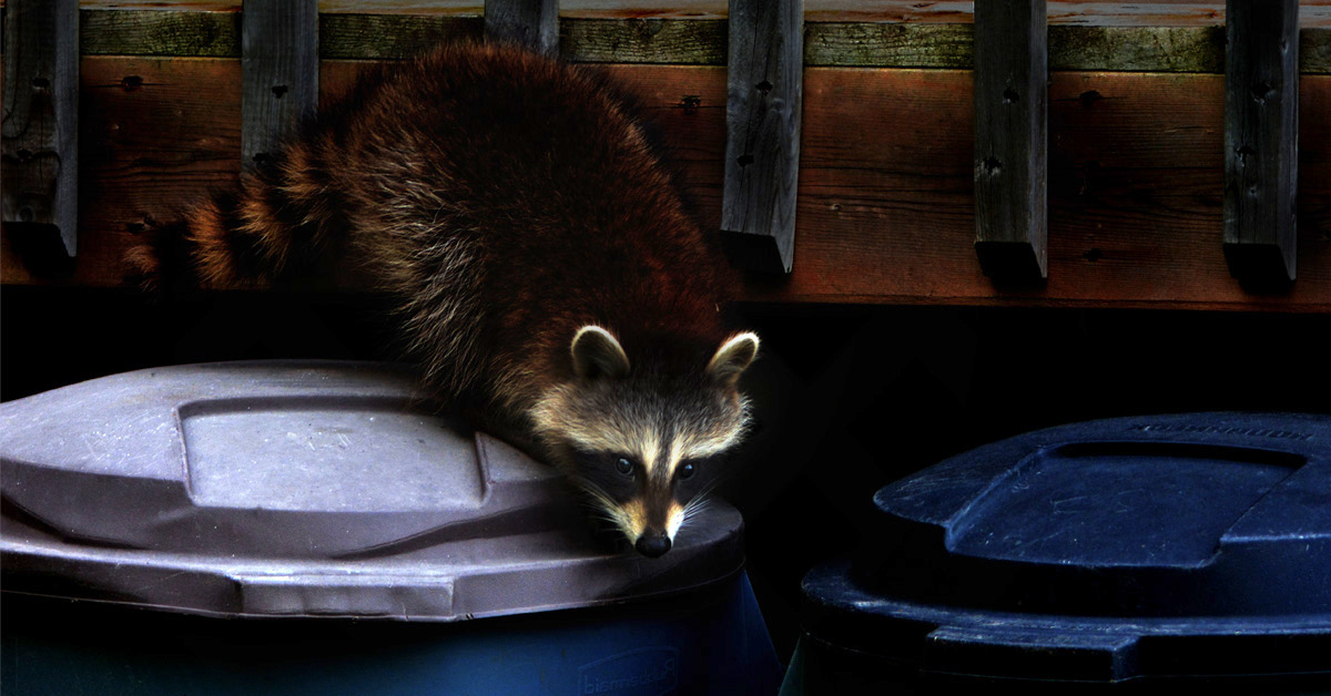 A Midsummer Night’s Warning: Everything You Need to Know About Rabies ...